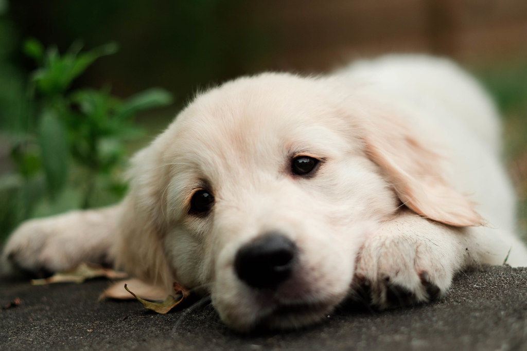 Real-World Readiness: Socializing Your Puppy with Success in Mind - BlueDog