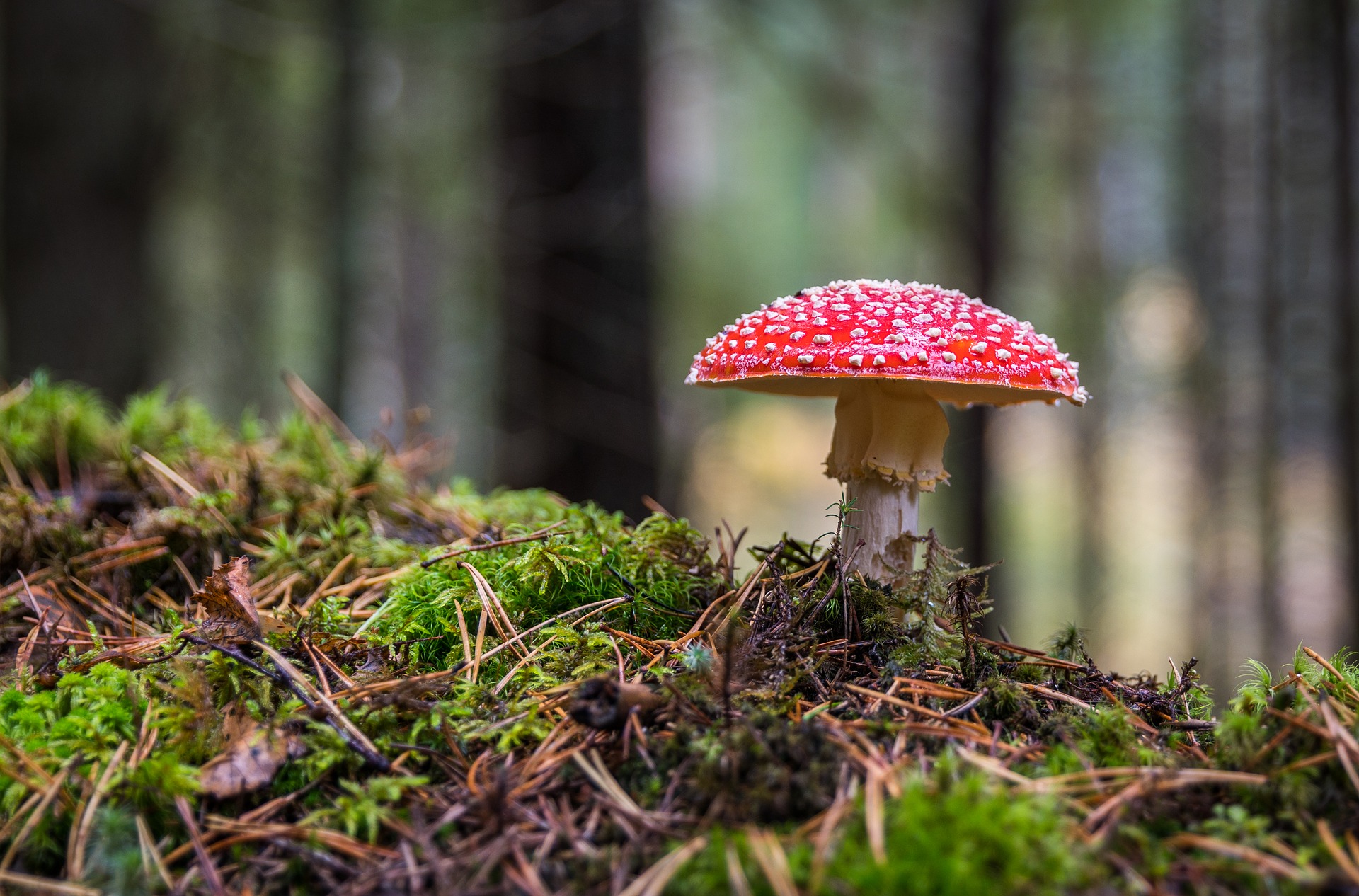 Beware the Deadly Poisonous "Destroying Angel" Mushroom this Autumn